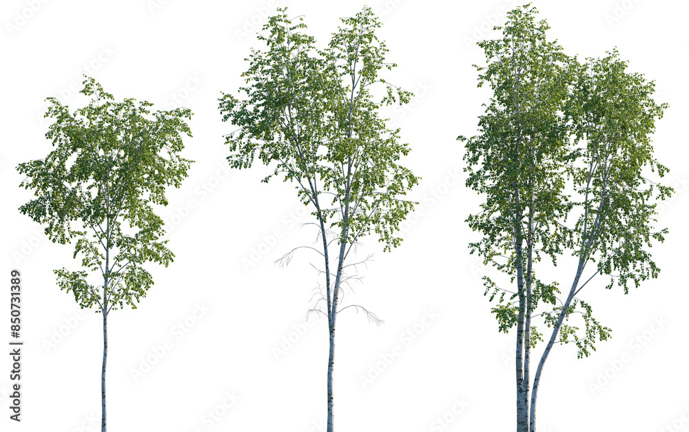 Set of silver birch trees betula pendula trees isolated png in sunny ...