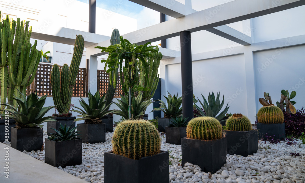 variety of cacti and succulents in modern, square black planters, set ...