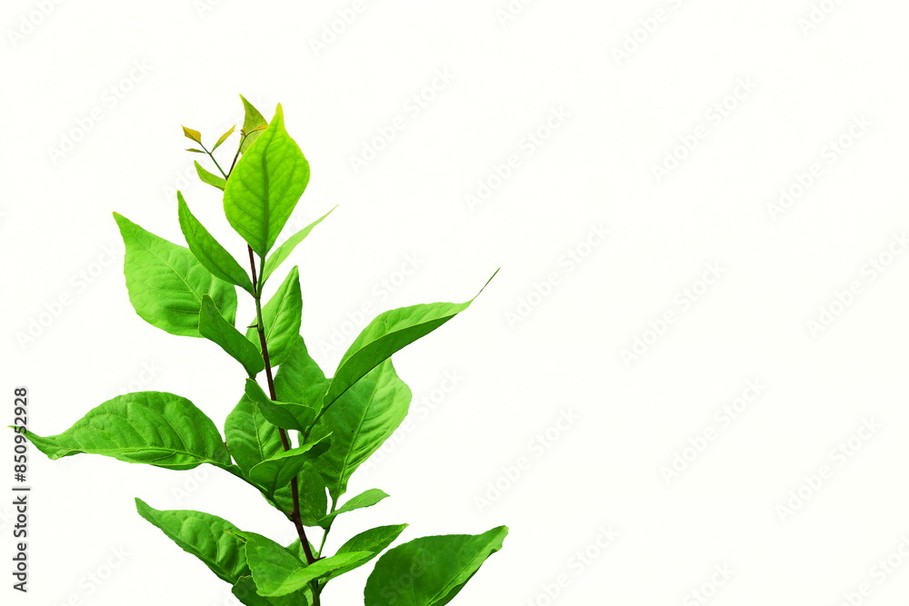 indian holy plant bael leaves commonly known in india as bael patra ...
