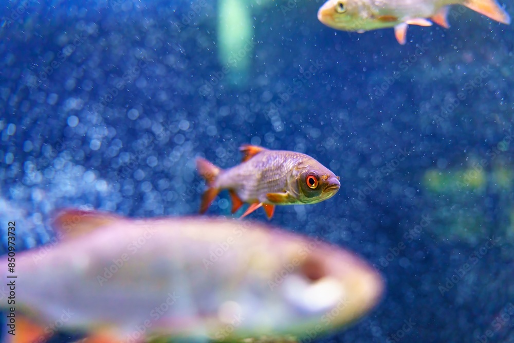 Vibrant fish Common roach Rutilus rutilus with red fins and eyes ...