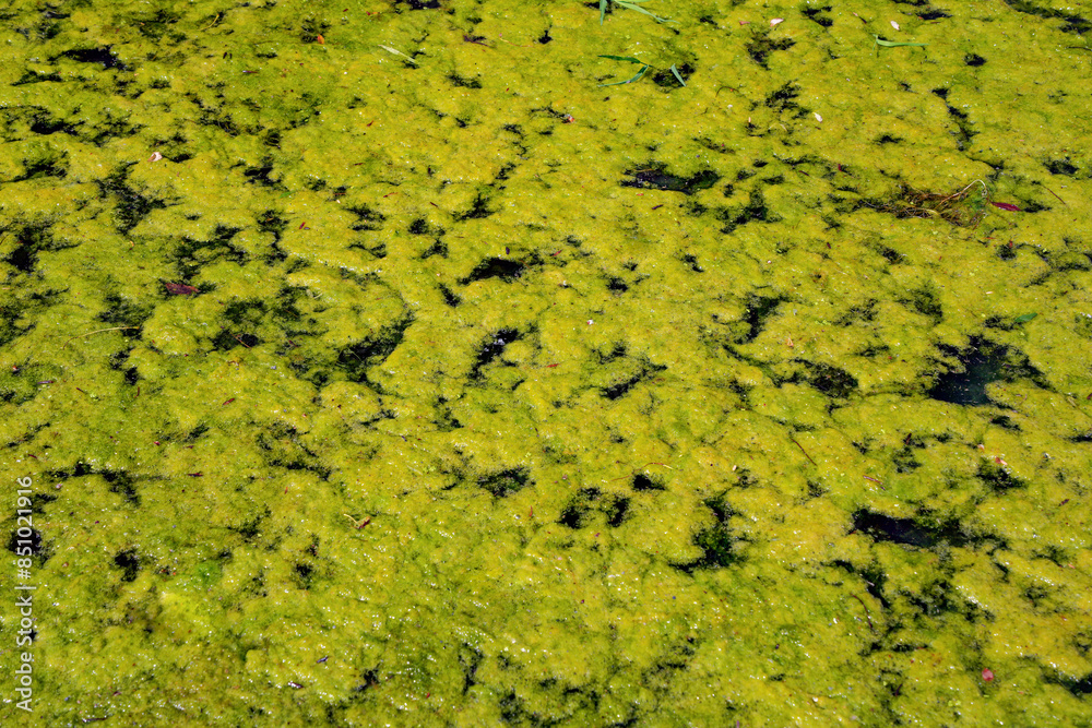 Patterns of green algae on the water. Green water. View from above ...