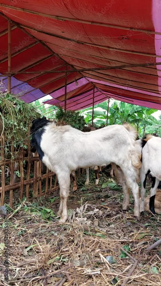 Some goat at the sale of sacrificial goats ahead of the Eid al adha ...