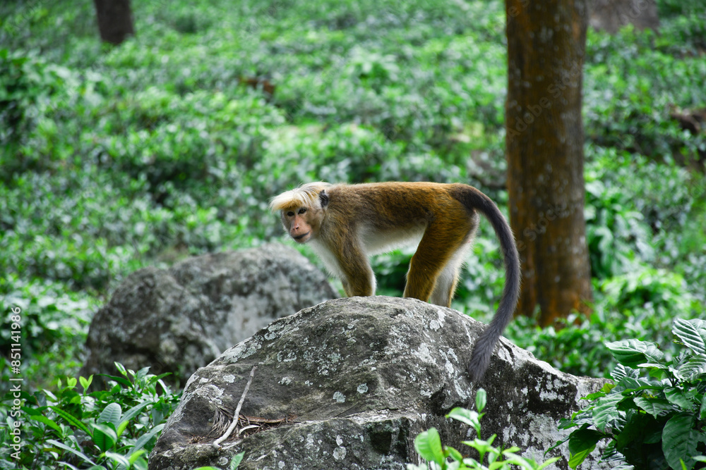 Toque Macaque monkey in forest , sri lankan animals , wildlife shot ...