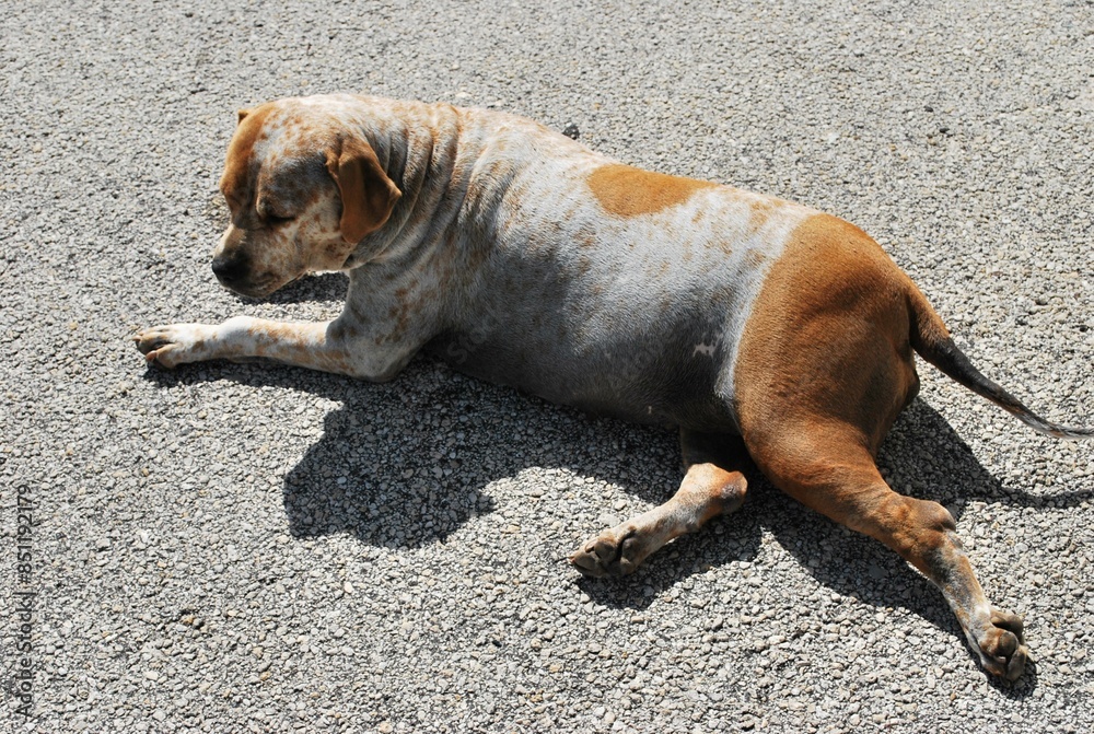 Muchas clases de perros podemos encontrar en Miami,en este caso ...