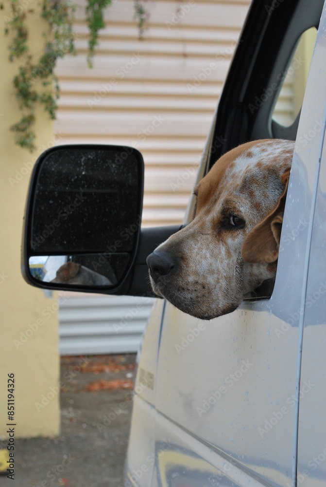 Muchas clases de perros podemos encontrar en Miami,en este caso ...