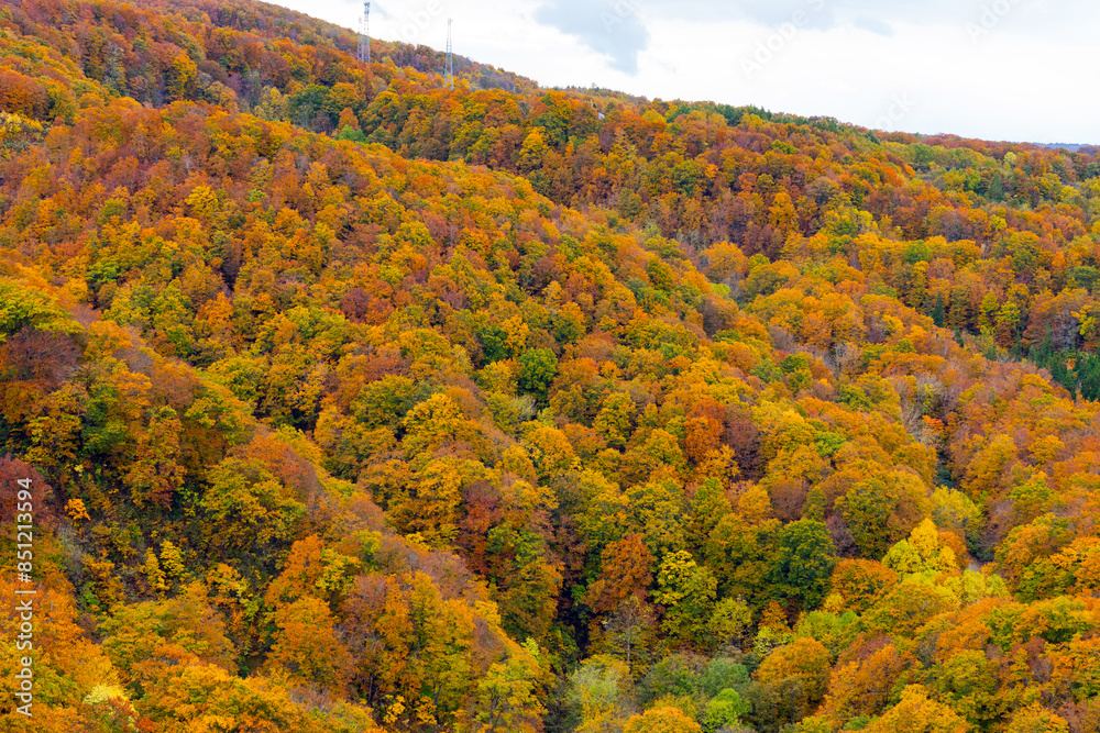 Beautiful autumn trees on the Shirakami mountainous in Aomori Tohoku ...