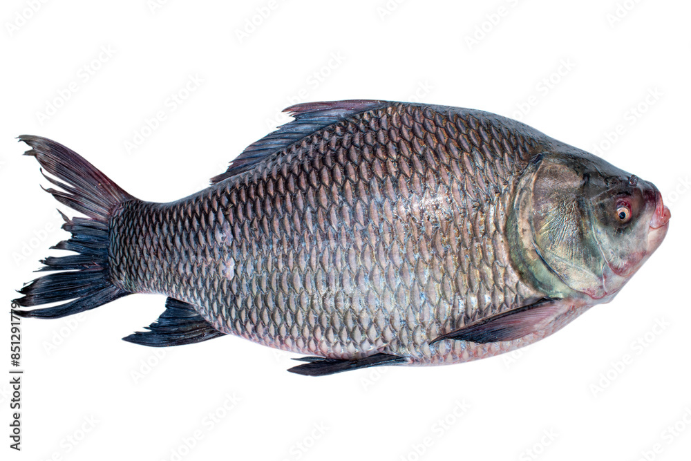 fresh water Catla ( katla ) fish. Catla fish isolated on white ...