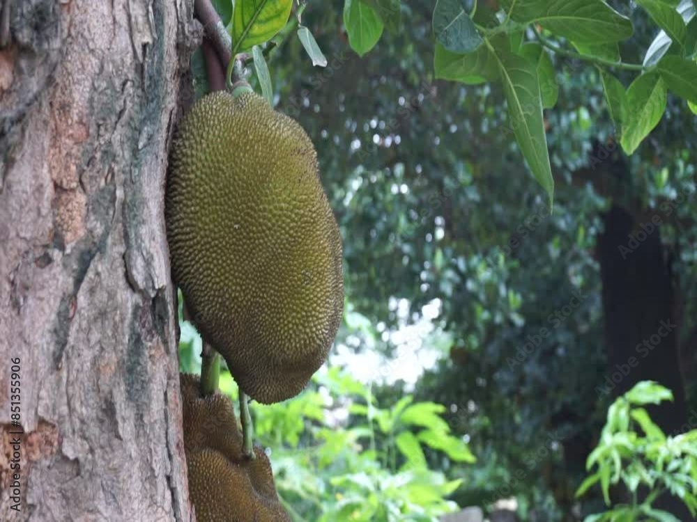 Huge jackfruit growing on jackfruit tree, A bunch of unripe jackfruit ...