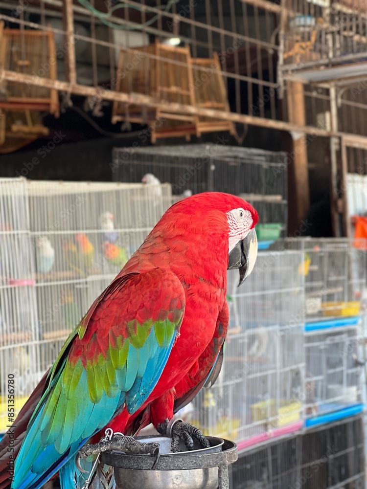 The red and green macaw, also known as the green-winged macaw, is a ...
