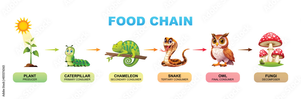 Food chain vector cartoon illustration showing plant, caterpillar ...