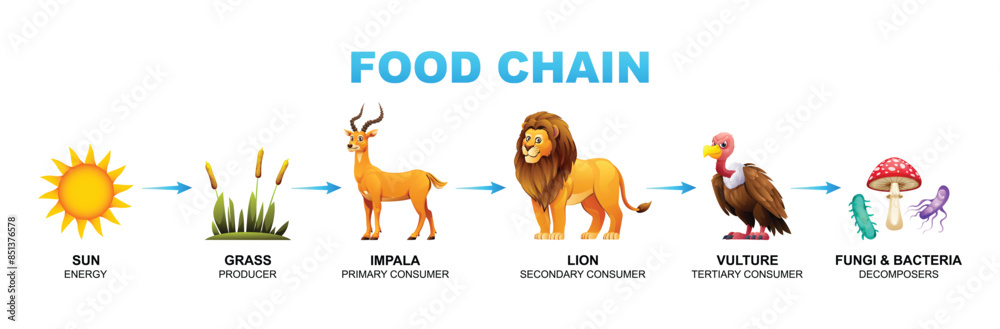 Food chain vector cartoon illustration showing sun, grass, impala, lion ...