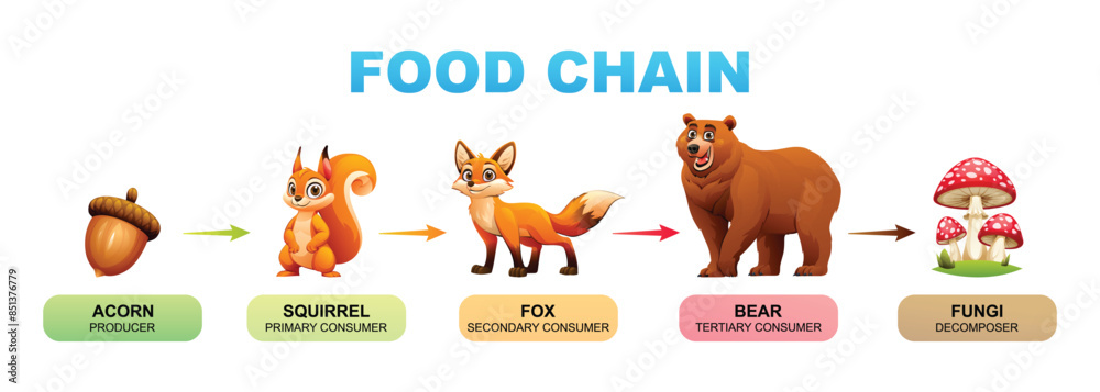 Food chain vector cartoon illustration showing acorn, squirrel, fox ...