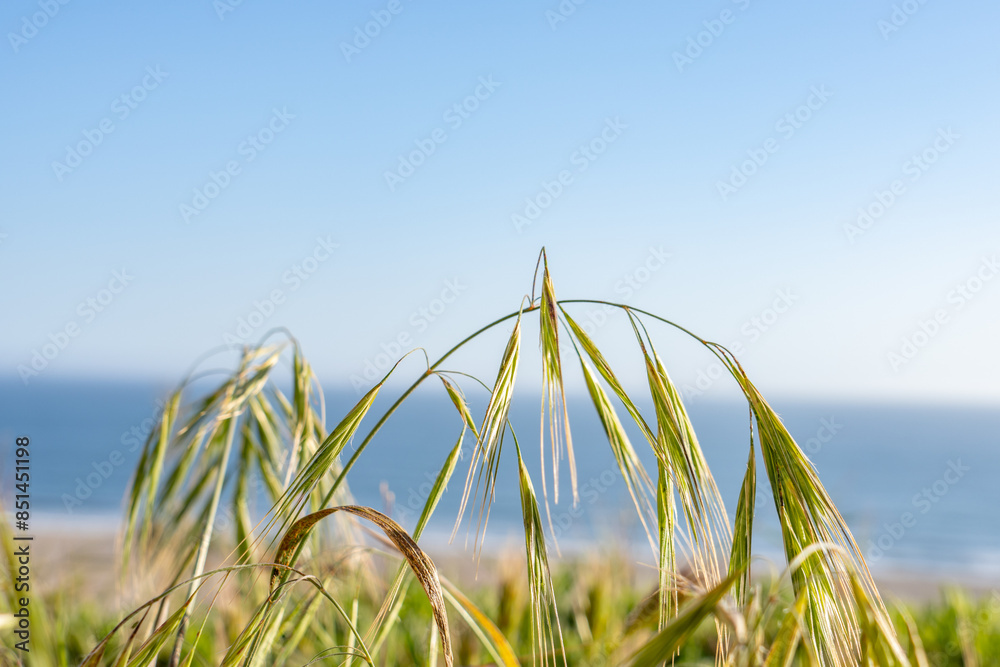 Bromus catharticus is a species of brome grass, rescuegrass, grazing ...