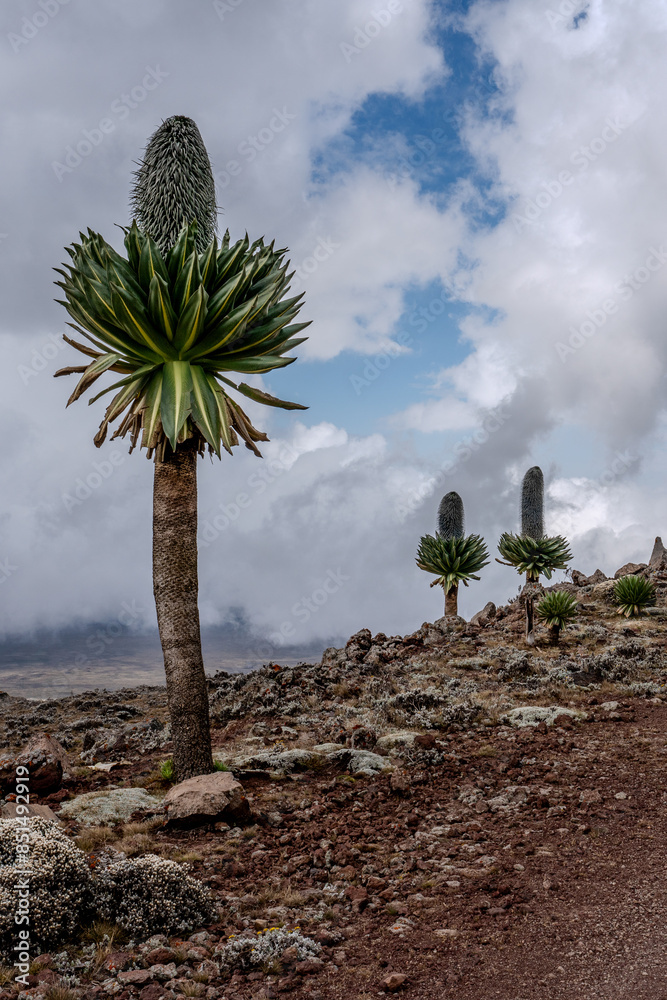 Ethiopia, landscape of the Sanetti Plateau in the Bale Mountains ...