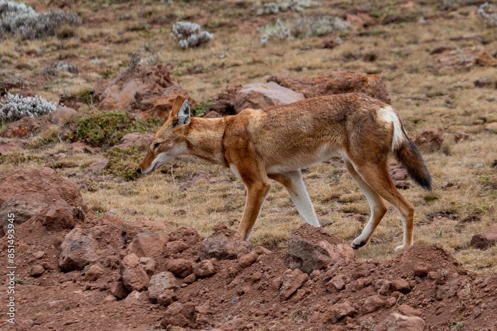 Ethiopia, a wolf of Abyssinia at the Mont Bale National Park hunts its ...