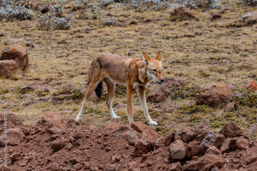 Ethiopia, a wolf of Abyssinia at the Mont Bale National Park hunts its ...