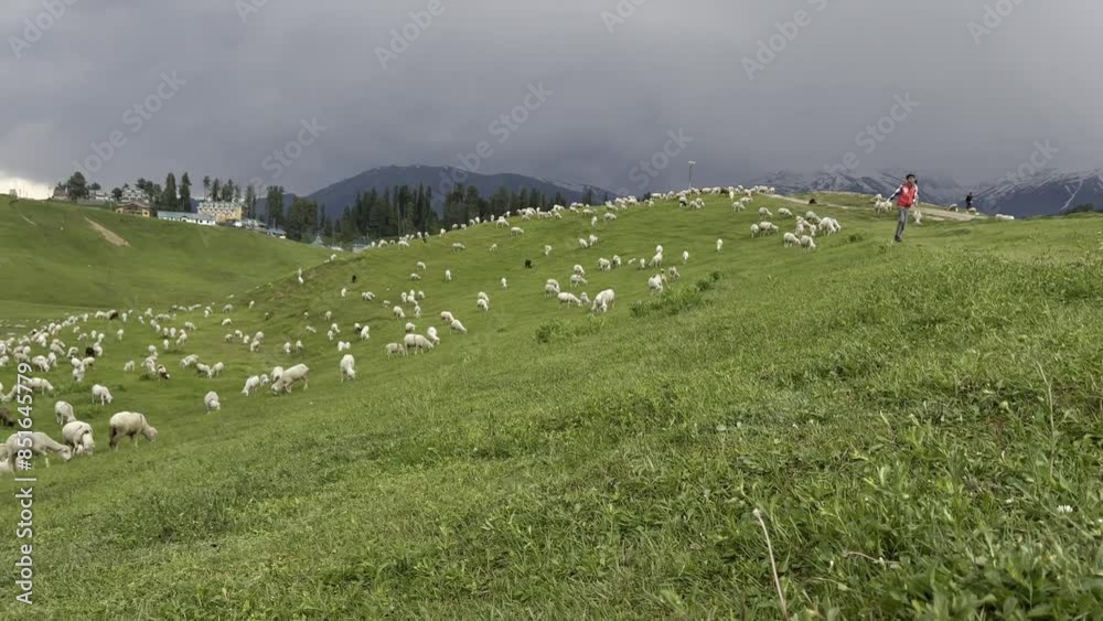 Sheep sacrifice Eid-Ul-Adha the Muslim Community Festival. Eid Adha ...