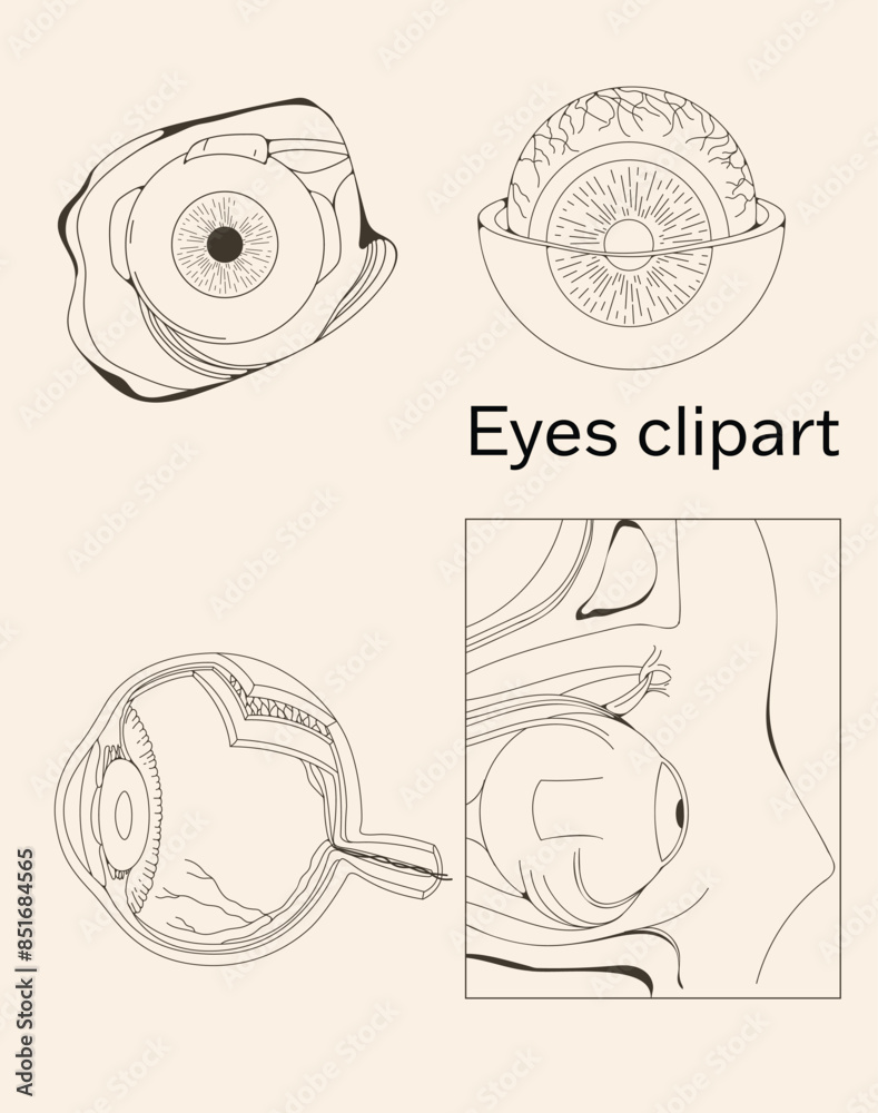 Anatomical eye clipart for educational materials High quality vector ...