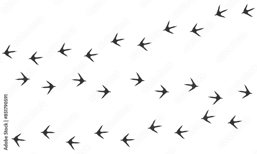 Vector trail print of bird isolated on white background. Chicken tracks ...