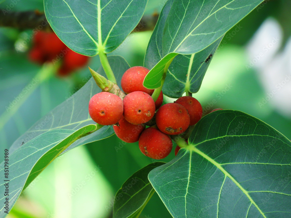 Banyan fruits. Green Leaves of Banyan tree with red fruits. Banyan ...