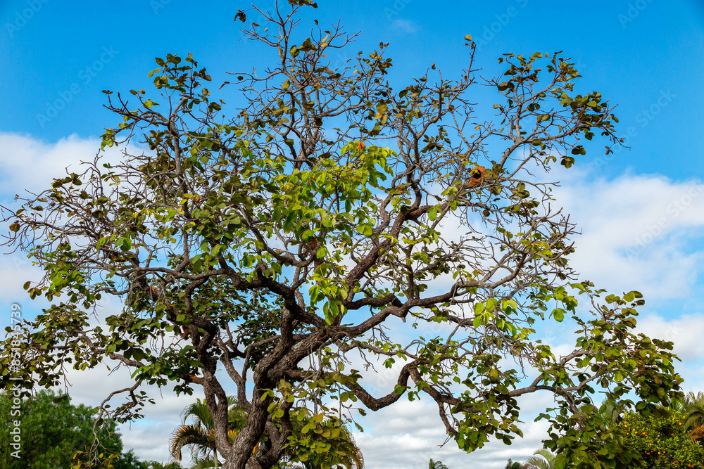 Split photograph of old tree with twisted trunk of pequi Caryocar ...