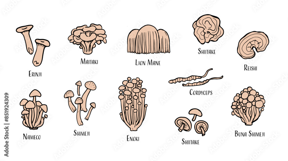 Asian mushrooms set. Hand drawn medicinal mushrooms with names on white ...