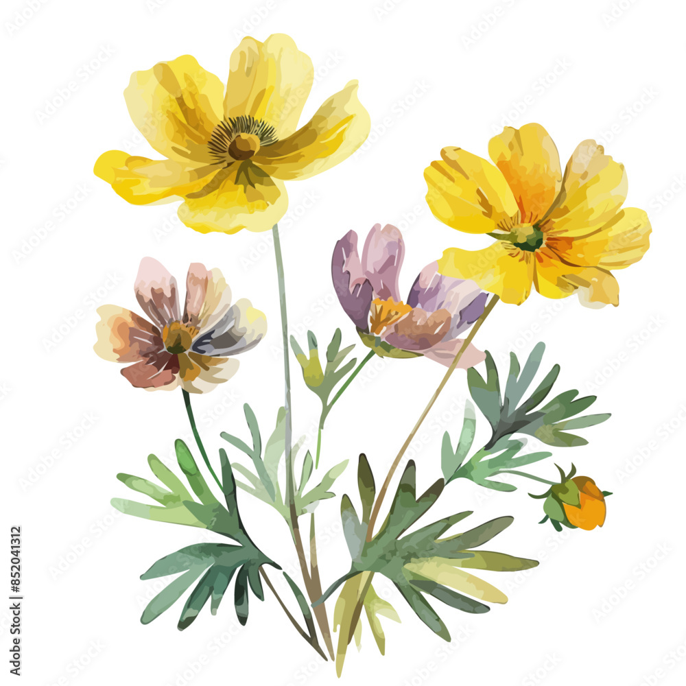 Watercolor painting vector of a adonis flower (aestivalis flower ...