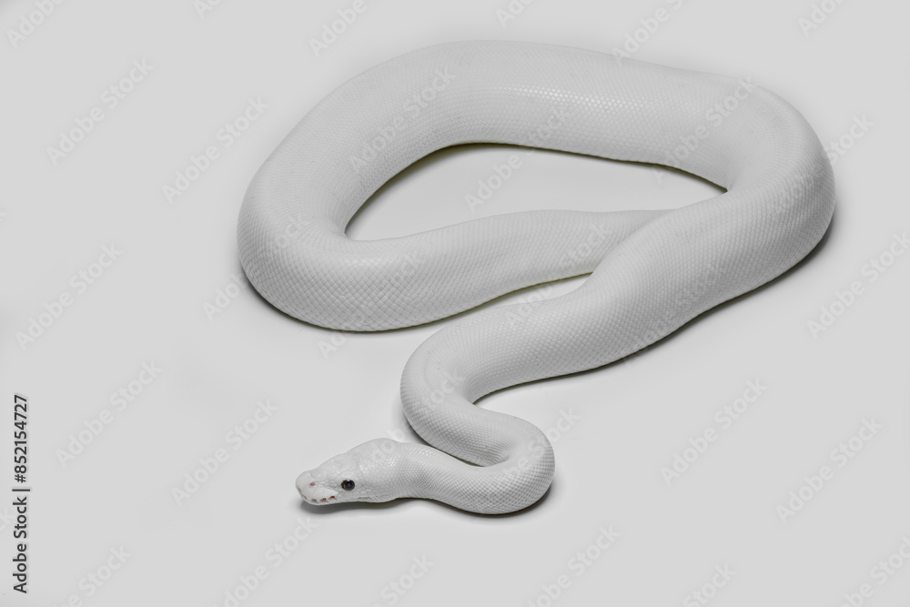 The Leucistic (White) Ball Python morph (Python regius) is an ...