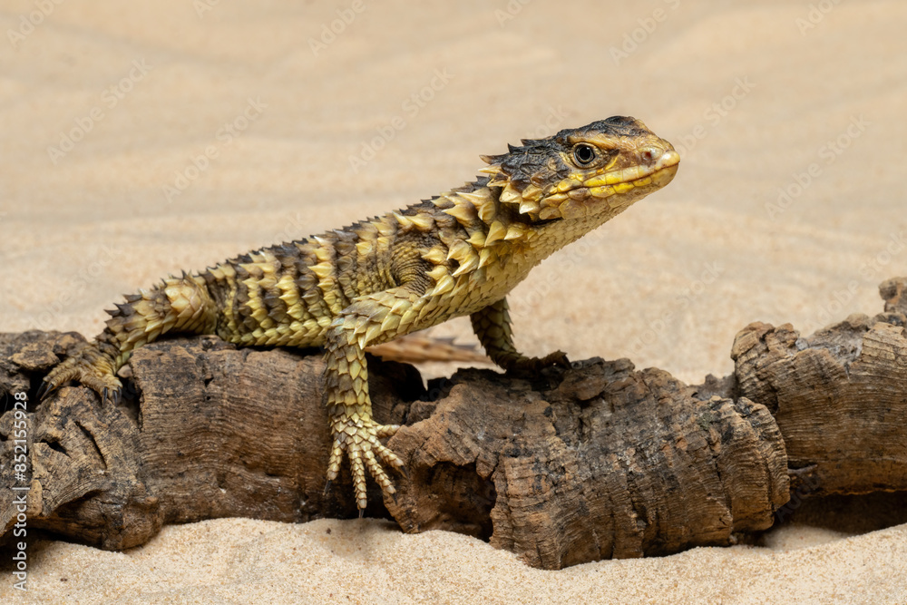 Poster The Sungazer (Smaug giganteus) is a species of lizard from sub ...