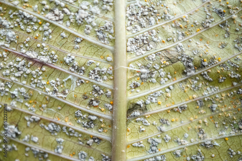 Mealy Bugs on unhealthy frangipani leaves due to pests or diseases are ...