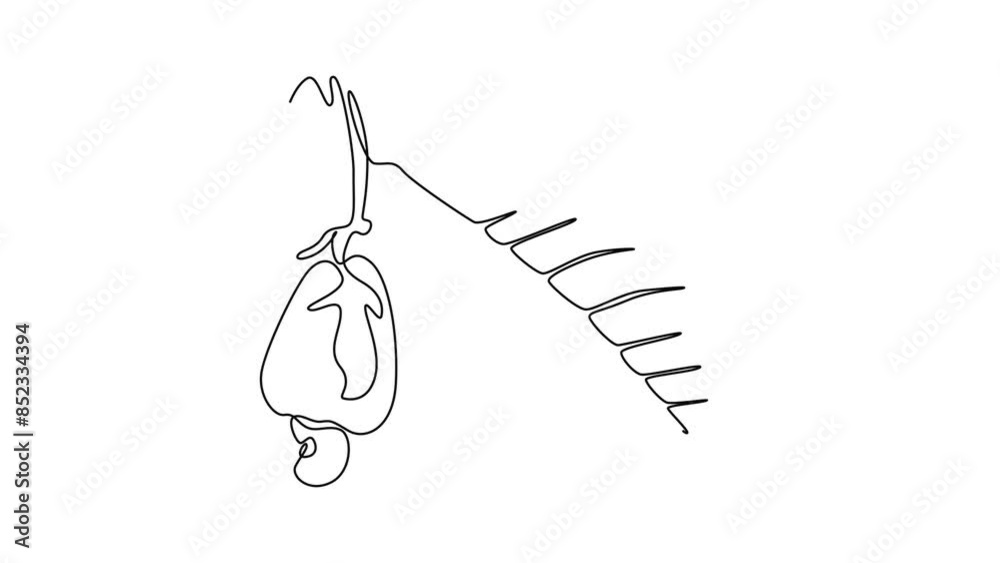 Self drawing animation of single line draw whole healthy organic cashew ...