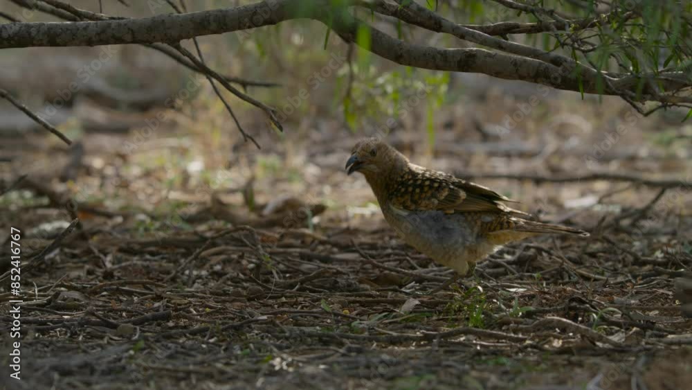 Western Bird - Chlamydera guttata Australian native bird in the ...