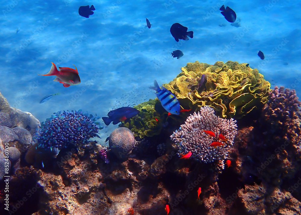Nature of coral reefs showing great biodiversity of tropical marine ...
