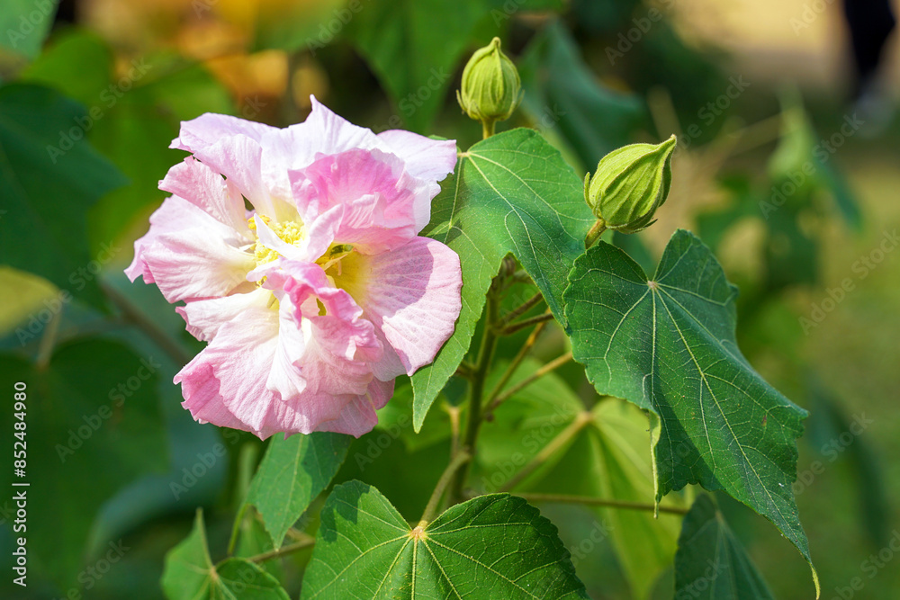 Changeable rose is a tree with special flowers. can change color at ...