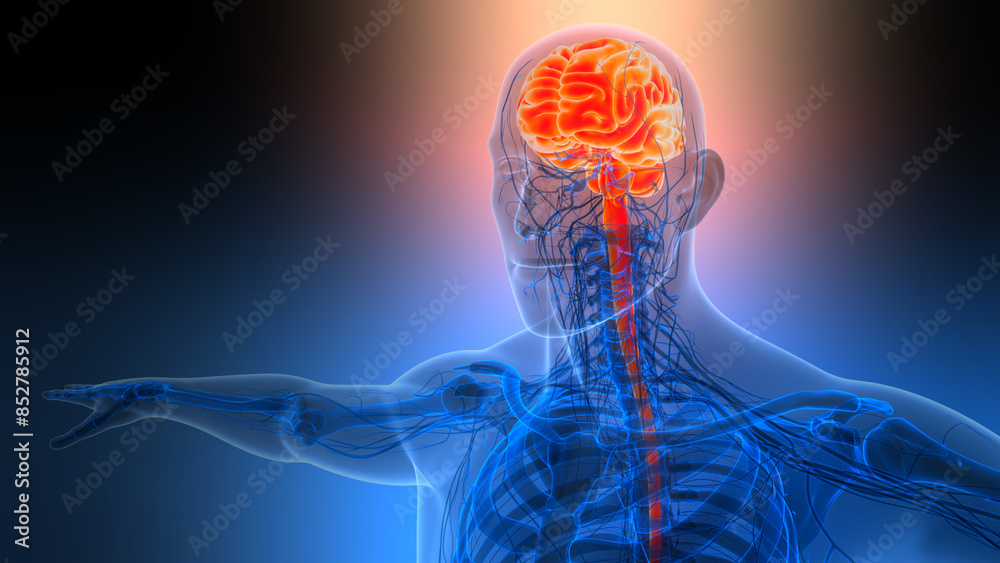 Central Organ of Human Nervous System Brain Anatomy Stock Illustration ...