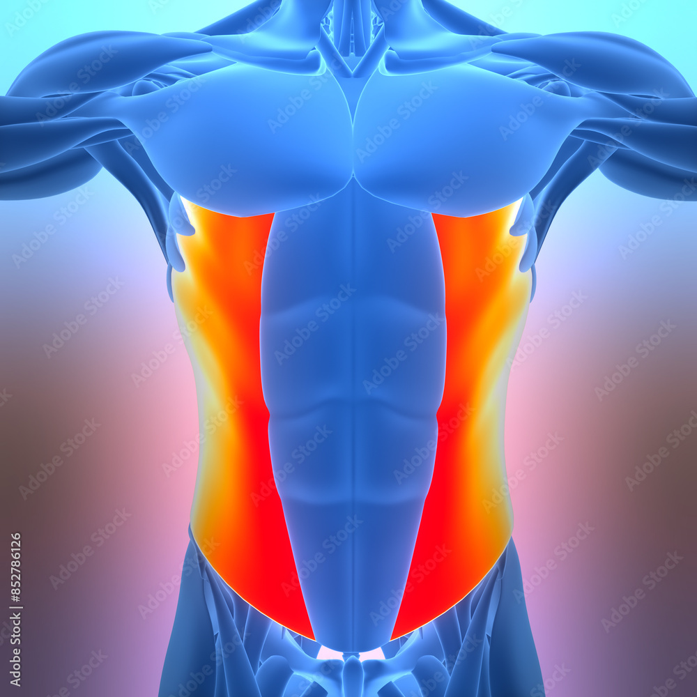 Human Muscular System Torso Muscles Abdominal External Oblique Muscle ...