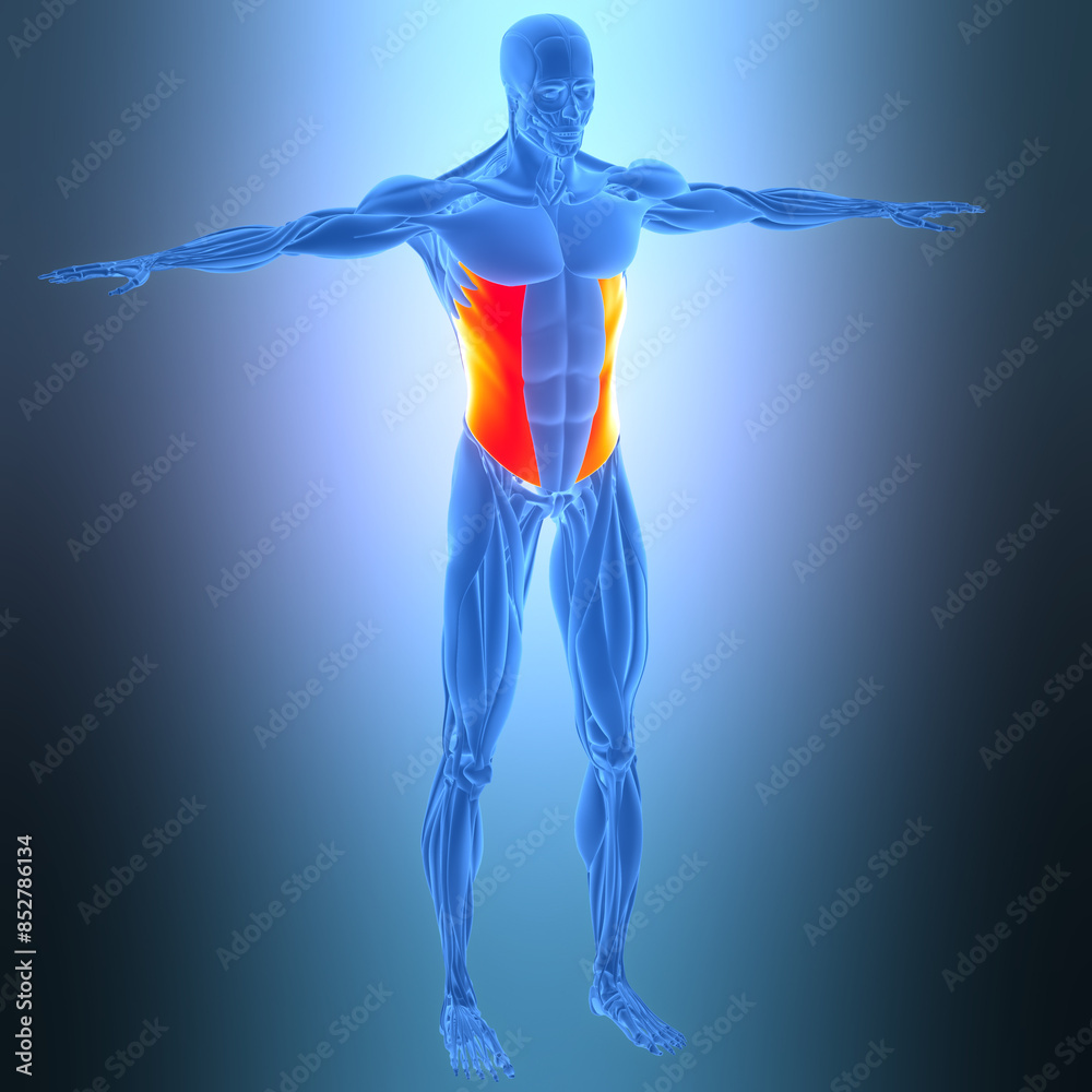 Human Muscular System Torso Muscles Abdominal External Oblique Muscle ...