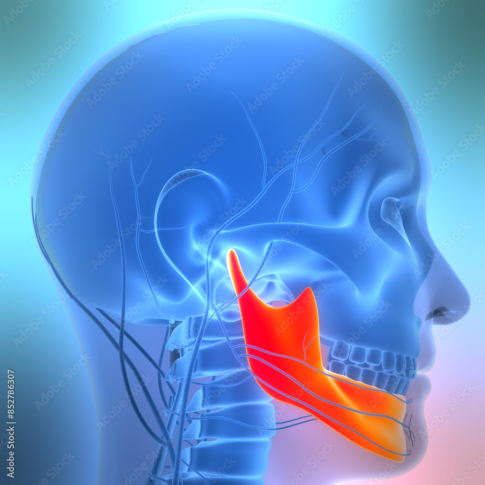 Human Skeleton System Skull Bone Joints Mandible Anatomy Stock ...