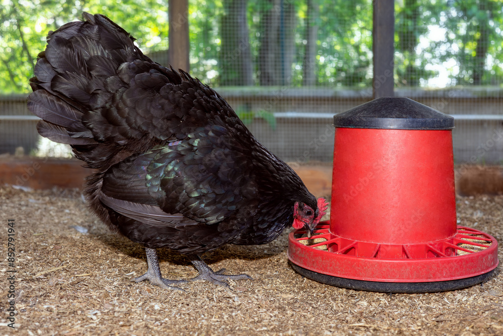 Australorp chicken pecks at a red feeder inside an outdoor enclosure ...