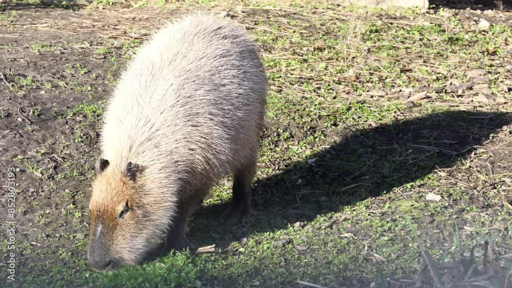Capybara (Hydrochoerus hydrochaeris) is giant cavy rodent native to ...