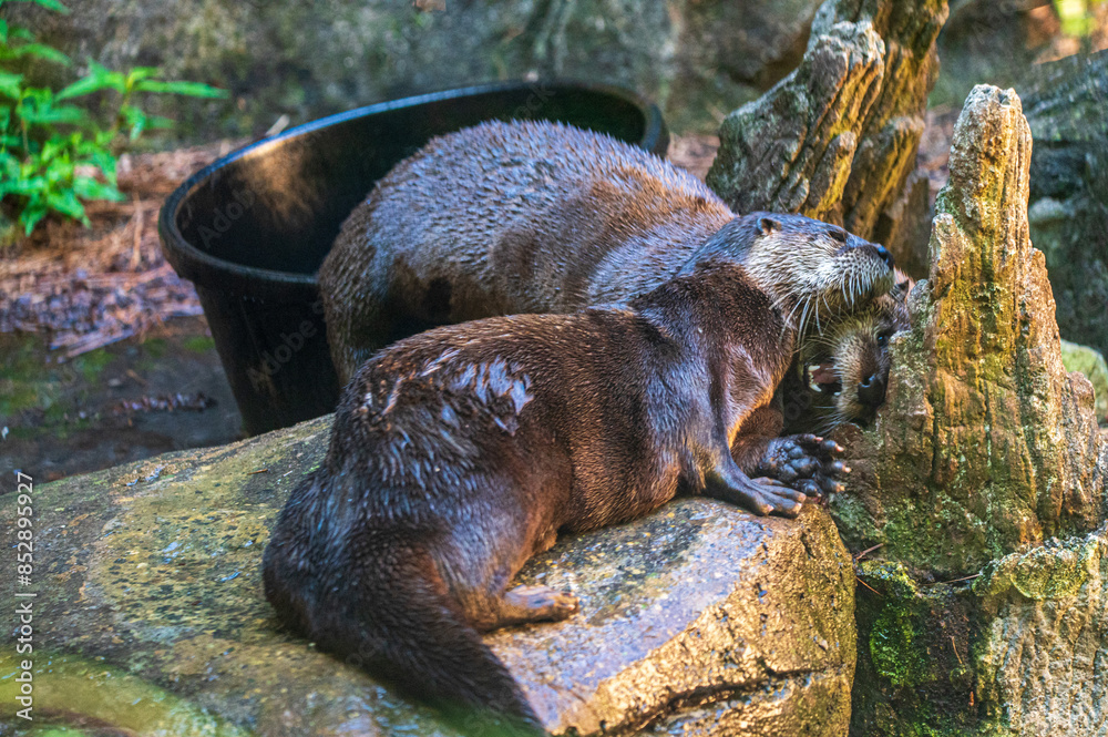 Two otters laying together on rocks, one baring its teeth. Water bowl ...