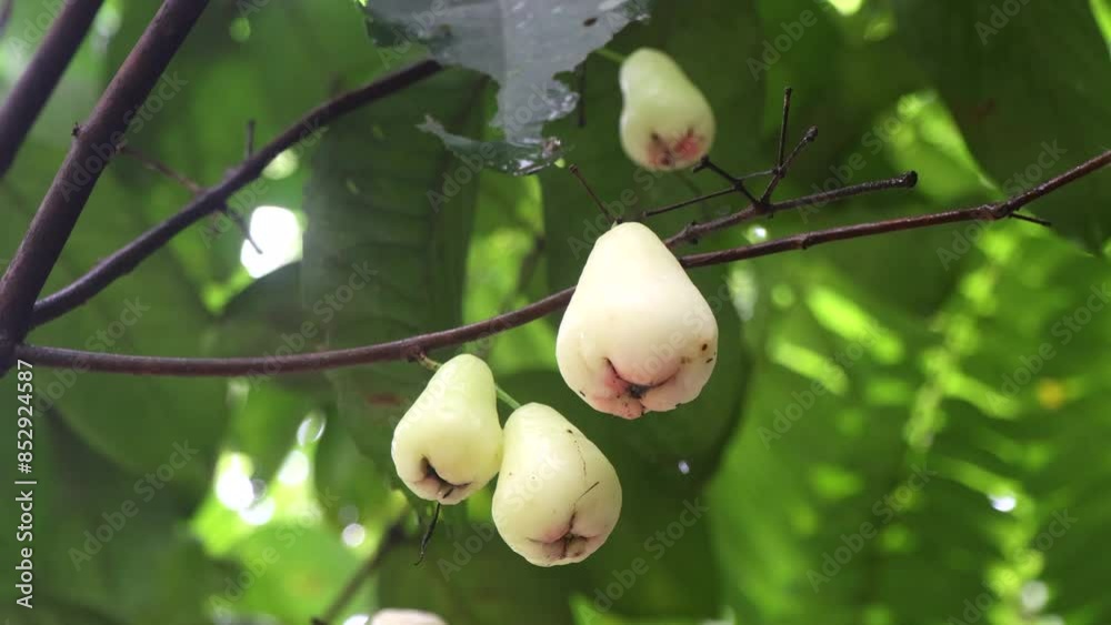 Java appale, wax apple , Syzygium samarangense fruits on tree. The tree ...