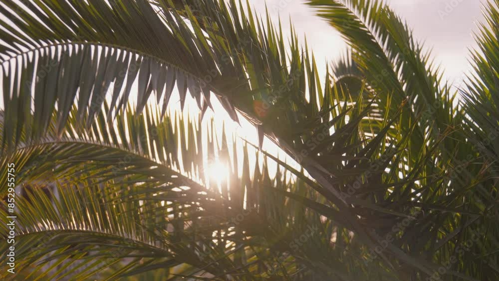 palm tree on sky background. Tropical palm leaf, sun shining through ...