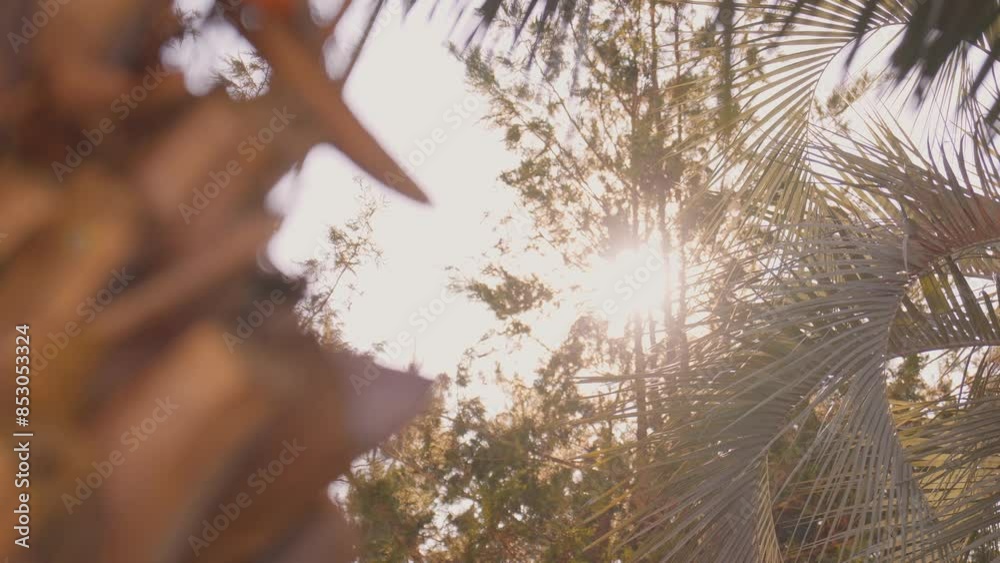 palm tree on sky background. Tropical palm leaf, sun shining through ...