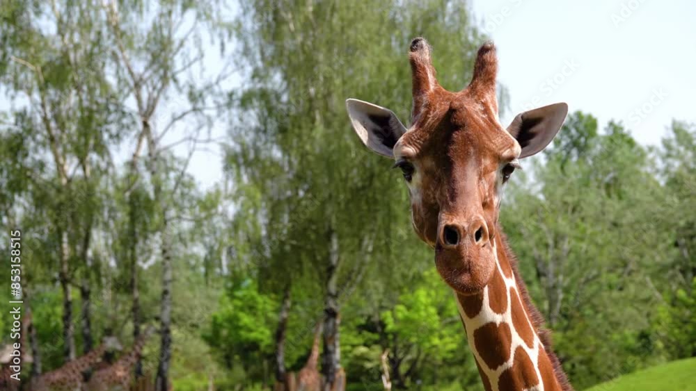Giraffe head closeup. Reticulated giraffe (Giraffa camelopardalis ...