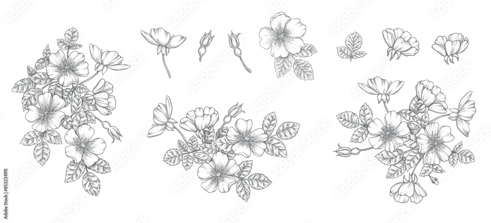 Wild rose flower set, line art drawing. Outline floral design elements ...