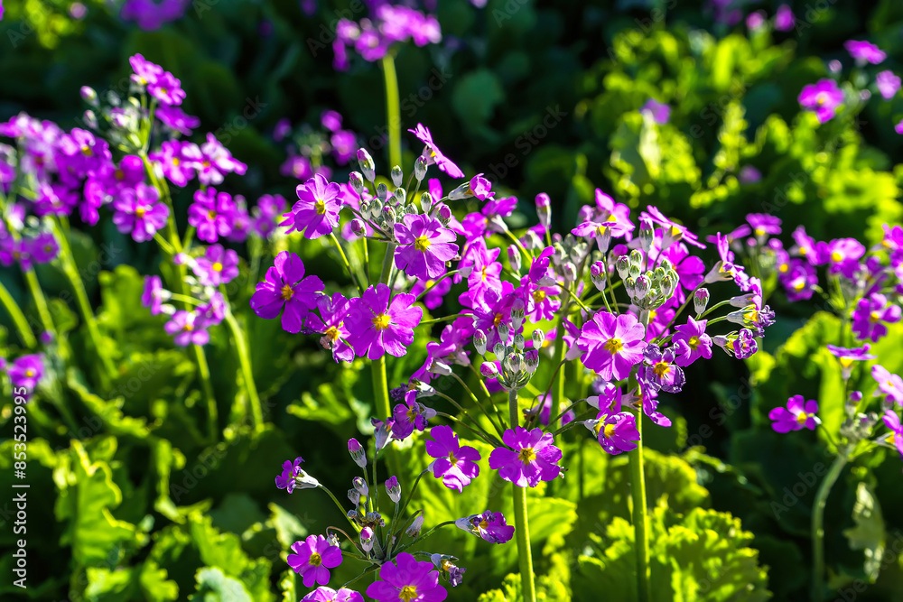 Primula malacoides or fairy primrose or baby primrose in the flower ...