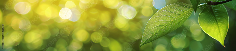 Green leaf with blurred greenery background in a garden, natural plants ...