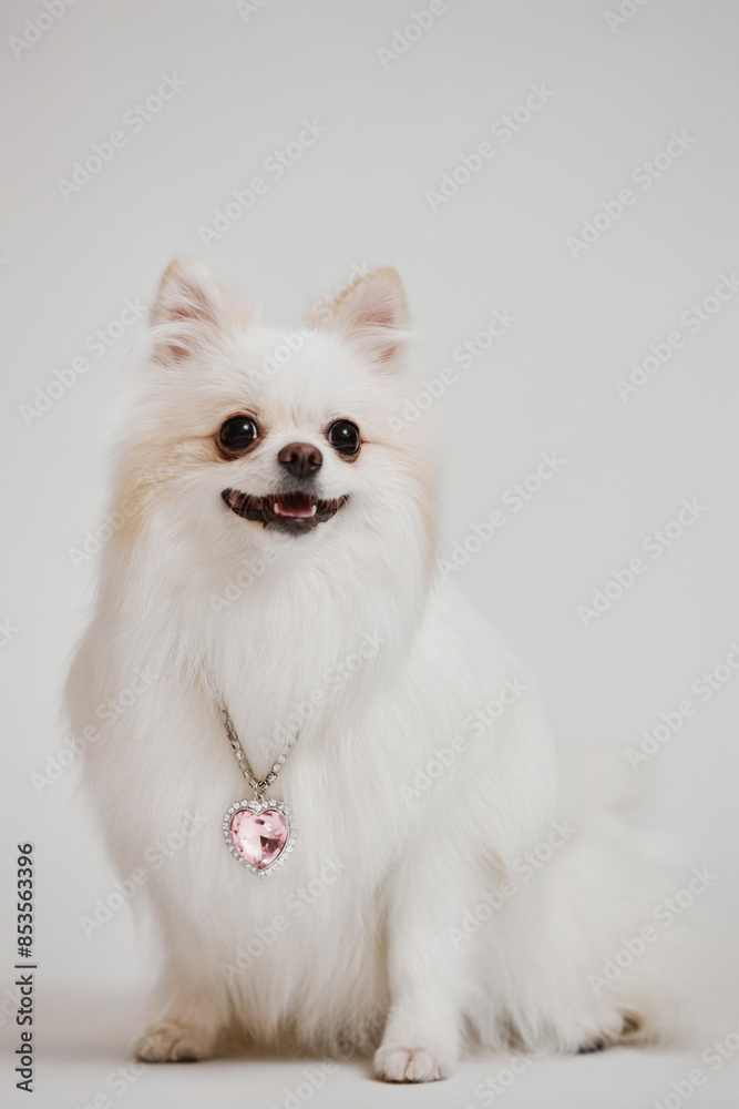 Vertical portrait of beautiful lady dog posing sitting down in studio ...