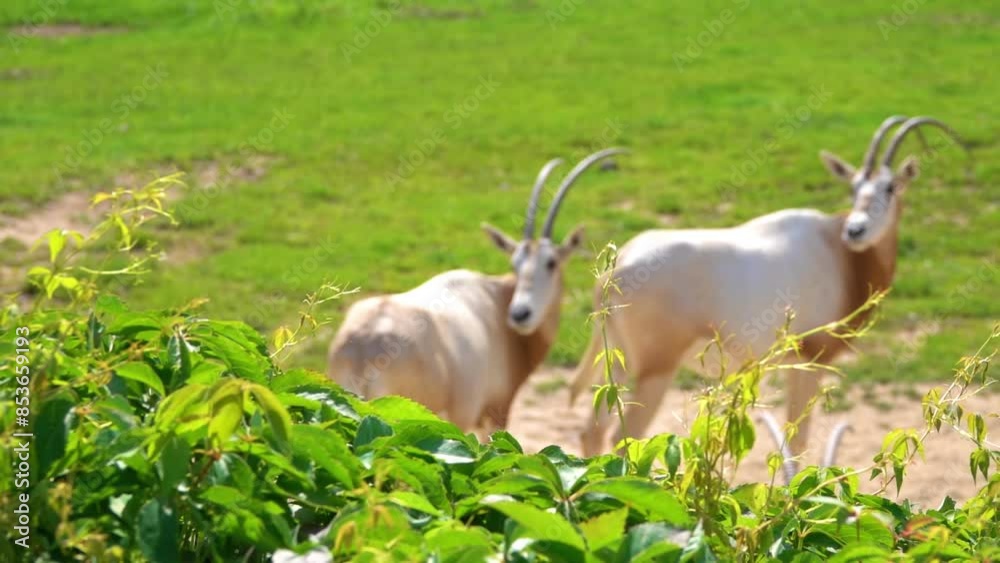 Scimitar oryx or scimitar-horned oryx (Oryx dammah, Sahara or algazel ...